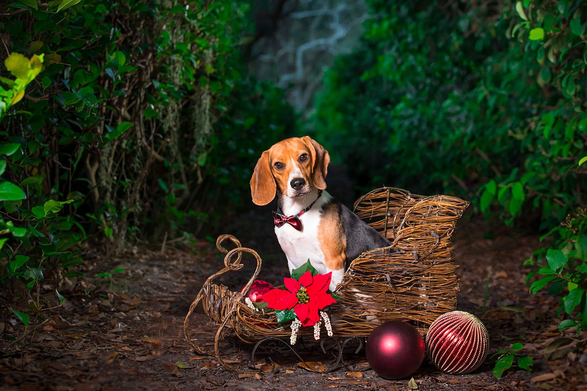 Pet Photography | Royal Dog Walking & Pet Sitting | Jupiter